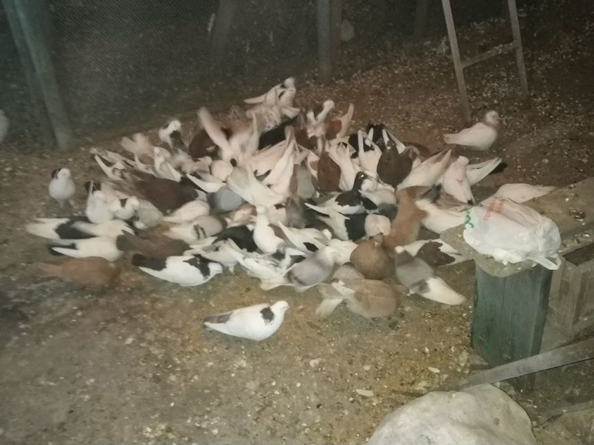 Продаю голубей