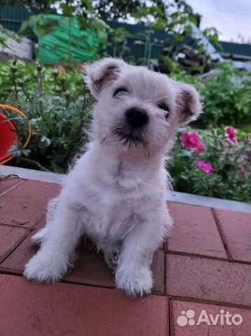 Щенок вест - хайленд Вайт терьер Отдам за 45000