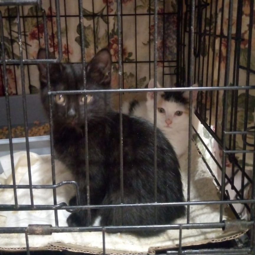 Котята в добрые руки