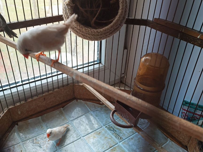 Продаётся пара белых амадин