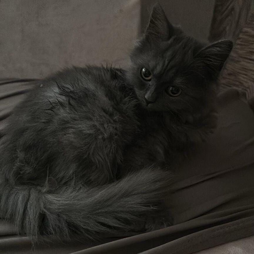 Котенок "мышь"
