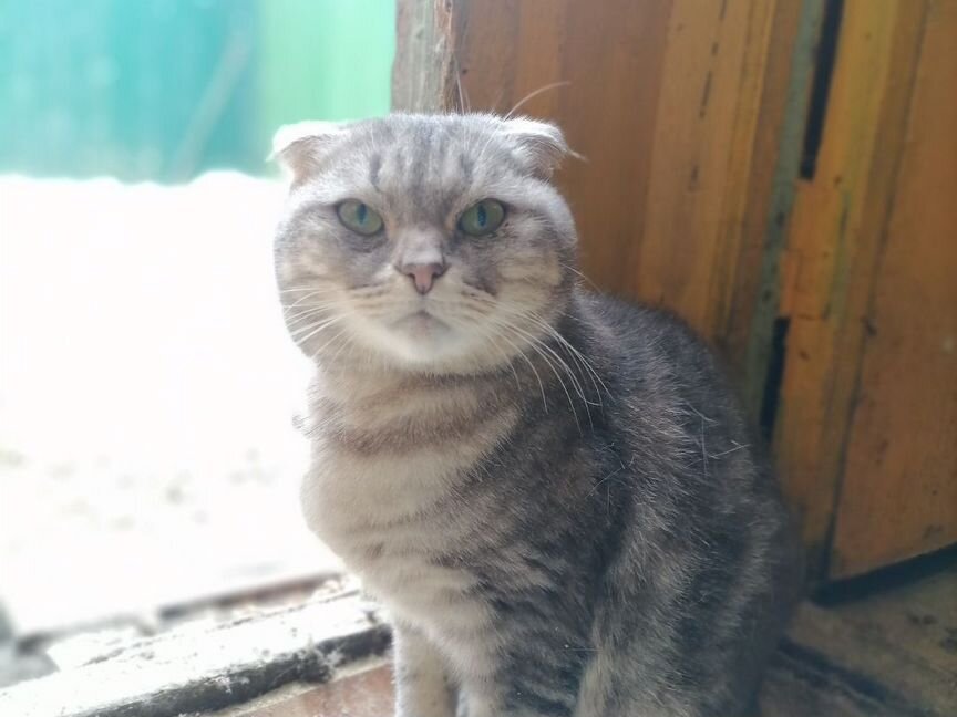 Шотландская
