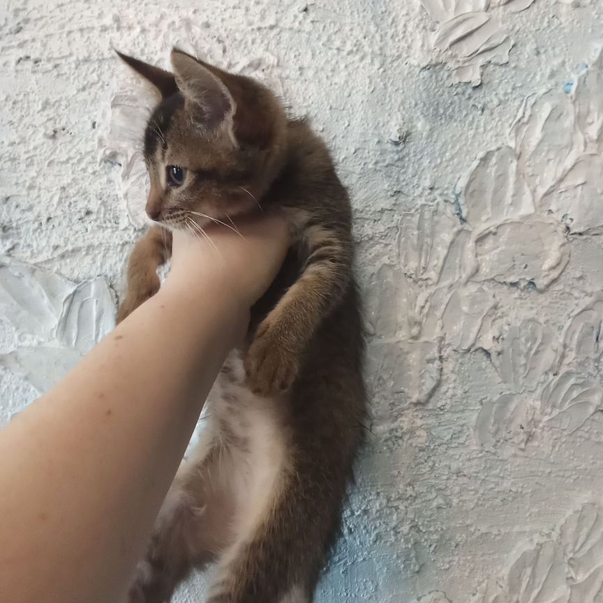 Котенок Сомали