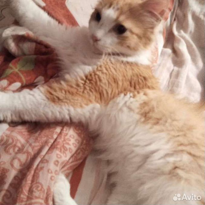 Котëнок месяцев 5