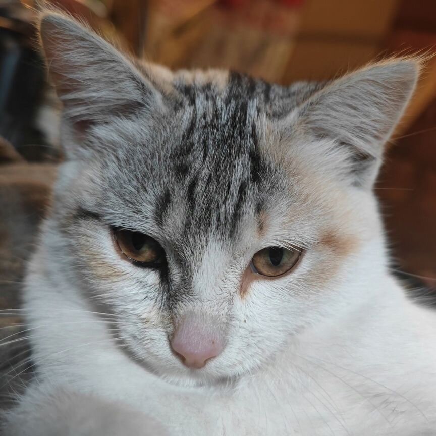 Девочка котенок девочка котейка