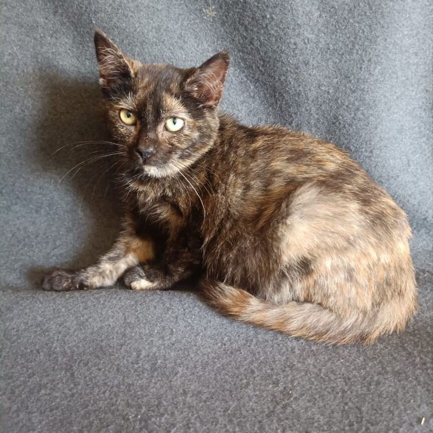 Котенок девочка