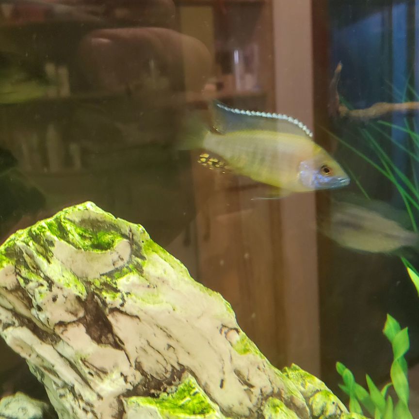 Цихлида Аулонокара Орхидея