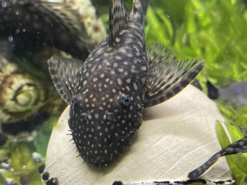 Голубой сомик-анцистр