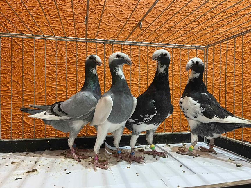 Продажа голубей