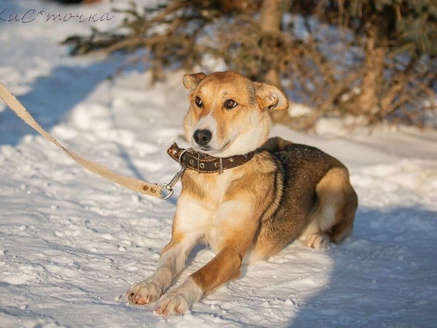 Собака в добрые руки