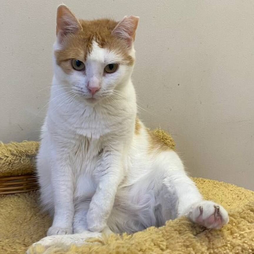 Взрослая, кошка в добрые руки