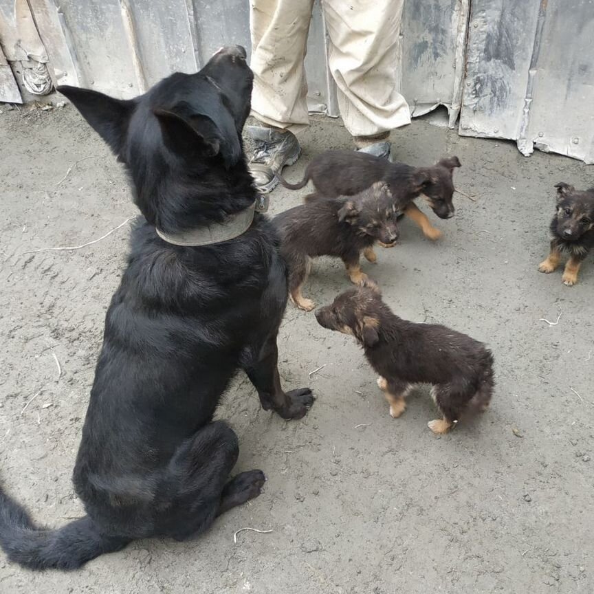 Немецкая овчарка, щенок