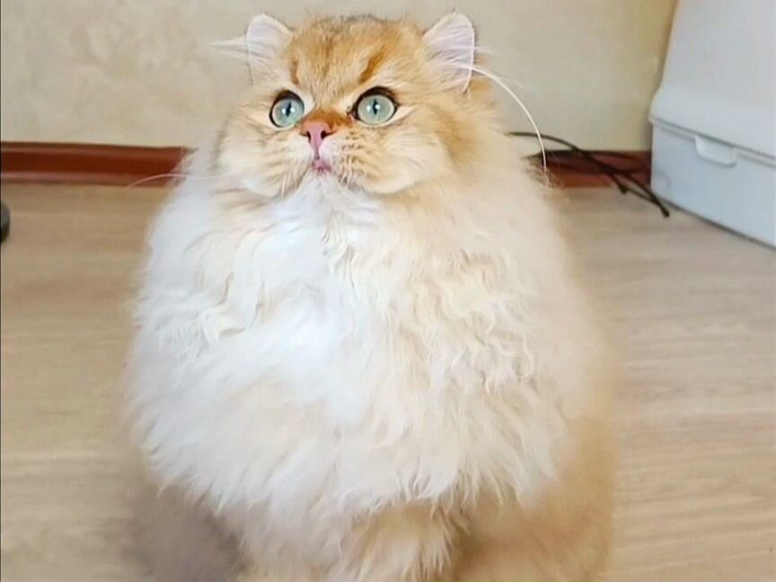 Британский кот золотая шиншилла