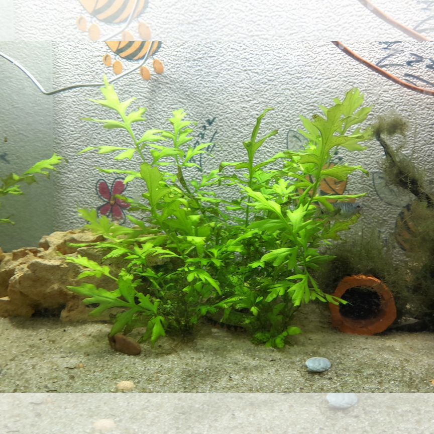 Аквариумное растение