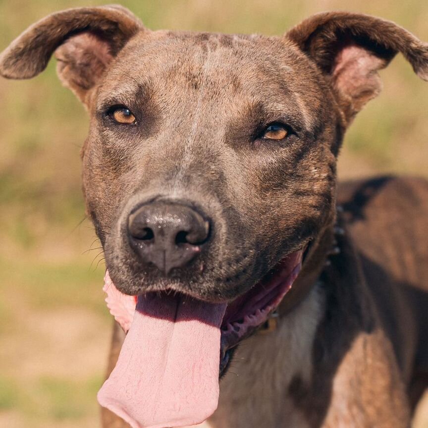 Амстафф Виво, собака в добрые руки