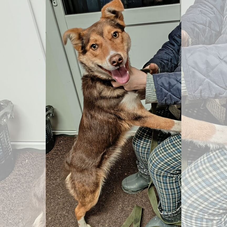 Щенок в добрые руки