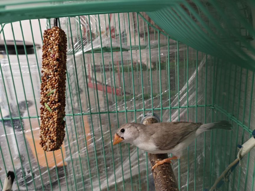 Японские амадины