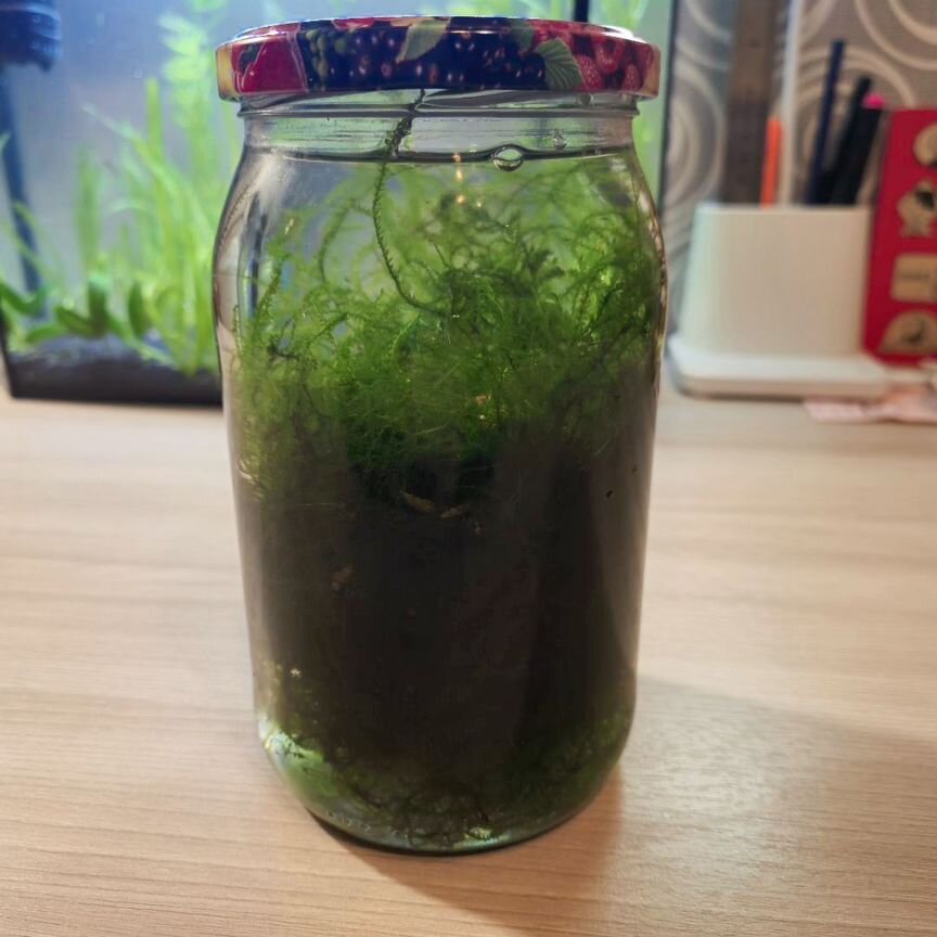 Растения и улитки для аквариума