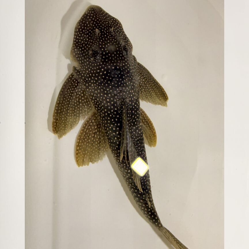 Номерной сом Скобианциструс L104