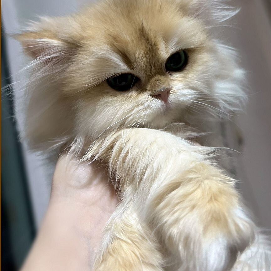 Котик