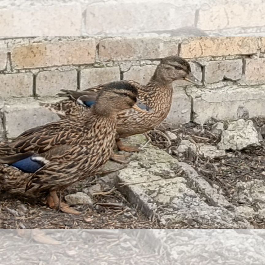 Подсадные утки для охоты