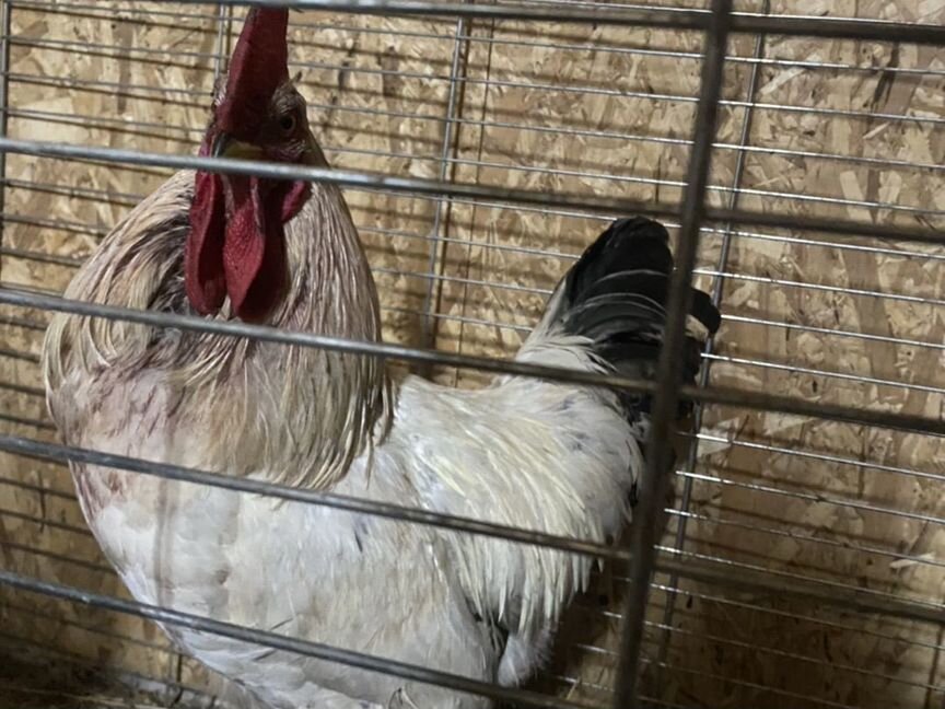 Куры петухи