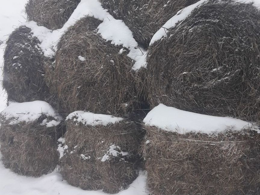 Сено в рулонах