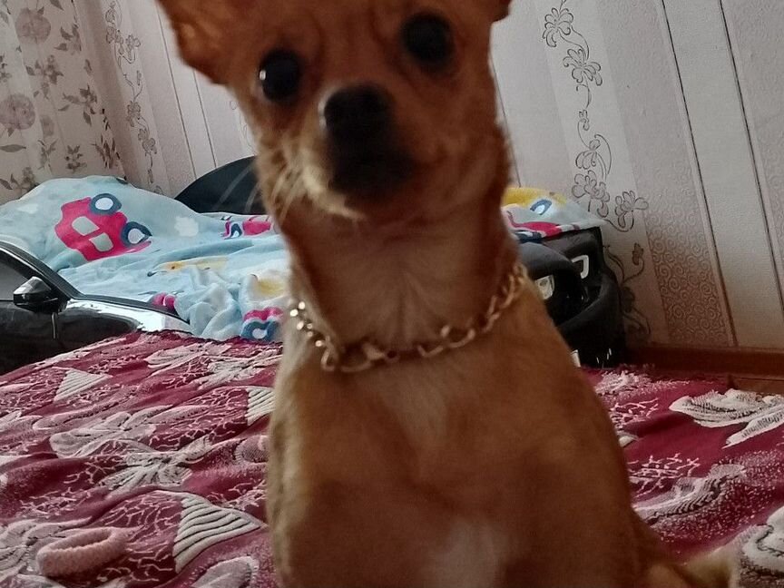 Мини той-терьер