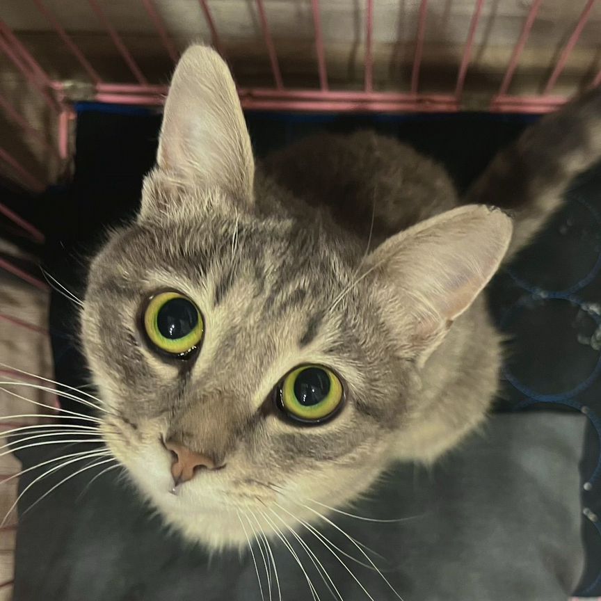 Котик в добрые руки