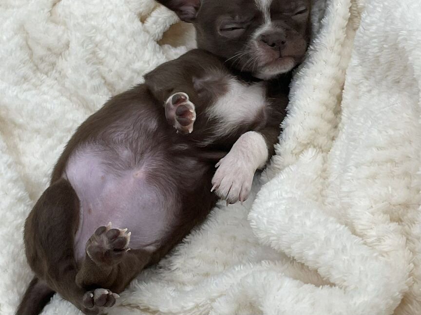 Супер мини чихуахуа