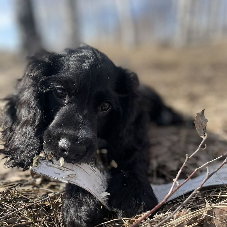 Английский кокер спаниель черный