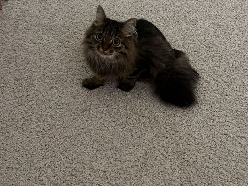 Отдам кошечку Соню