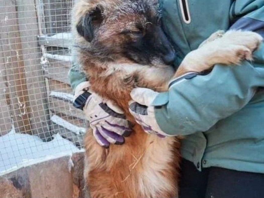 Ищет дом не крупная Собачка Рада