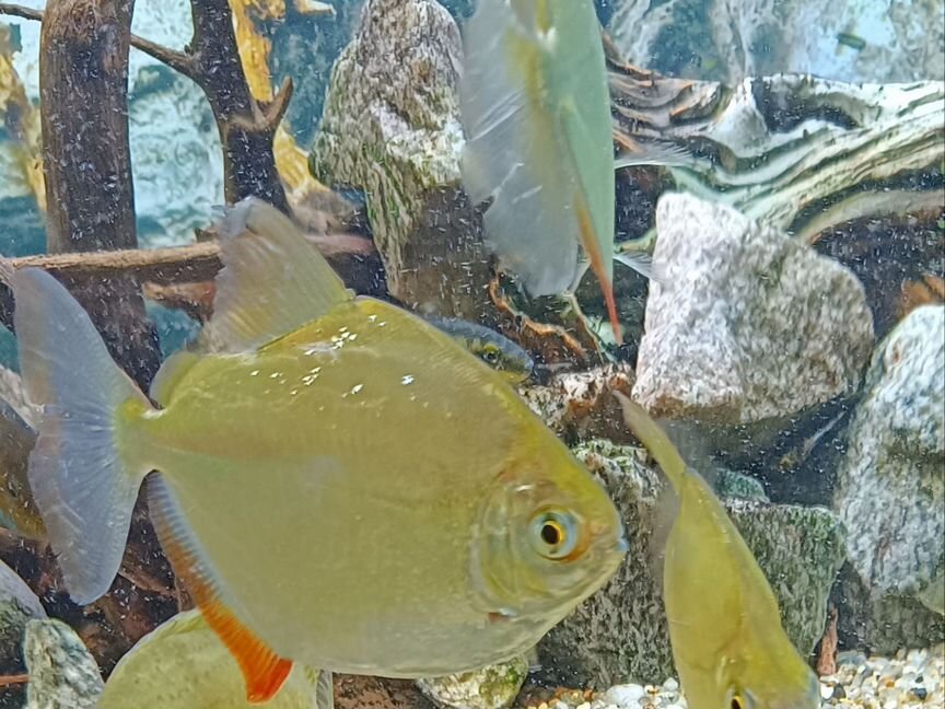 Аквариумные рыбки