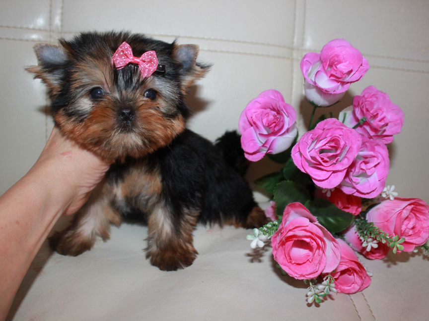 Кукольная миниатюрная девочка йорочка 2,5 мес