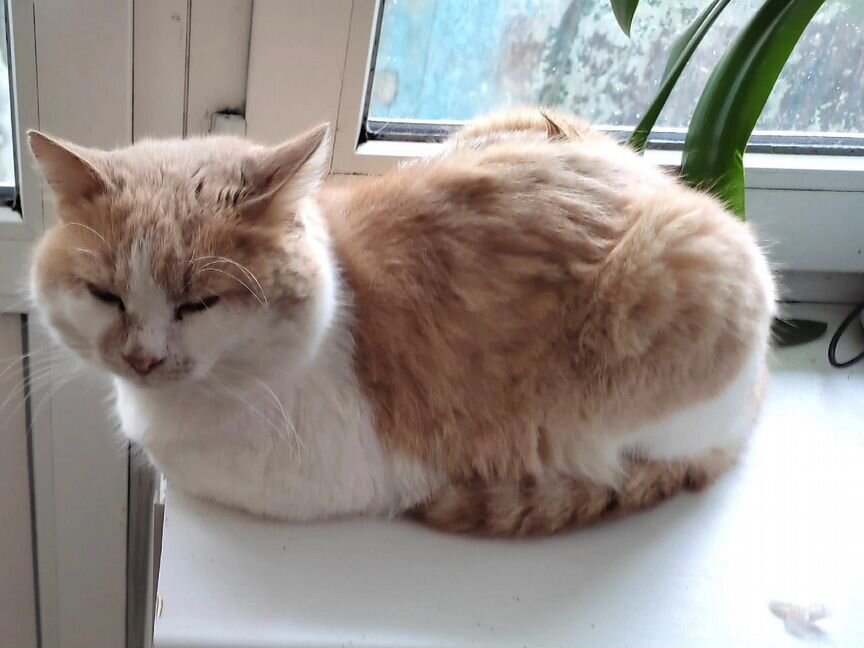 Кот Батон