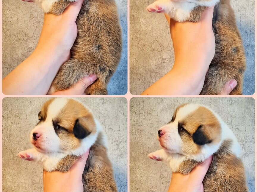 Шикарные девочки Вельш Корги Пемброк