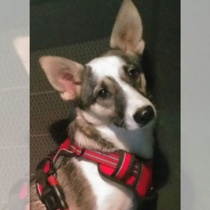 Взрослая собака в добрые руки