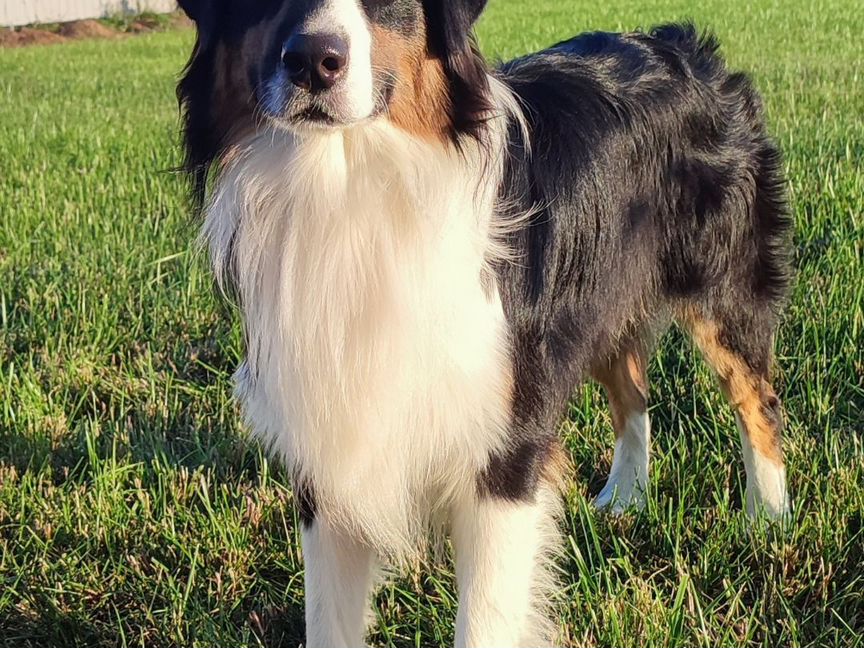 Австралийская овчарка