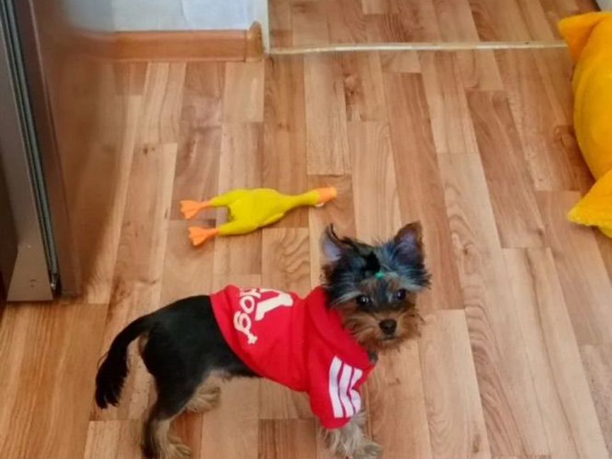 Йоркширский терьер стандарт