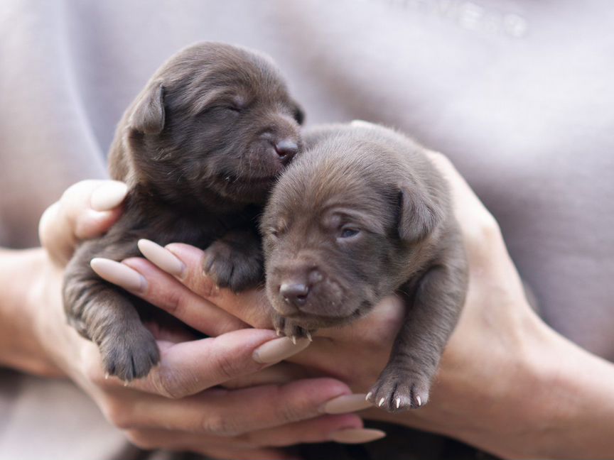 Ксолоитцкуинтли