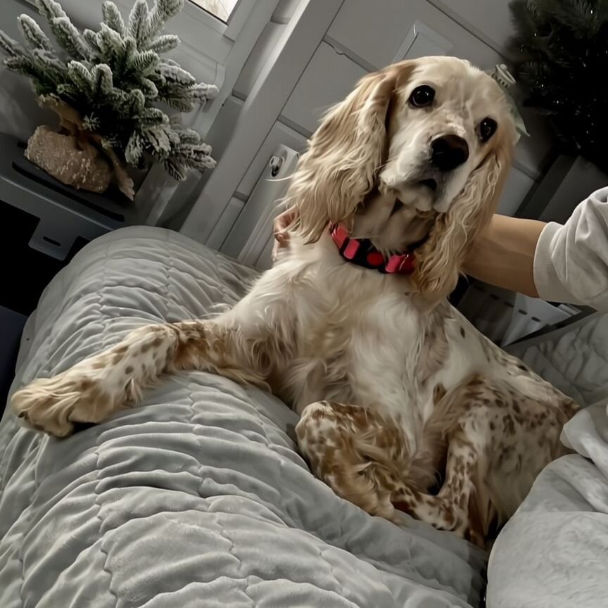 Русский охотничий спаниель, взрослая собака