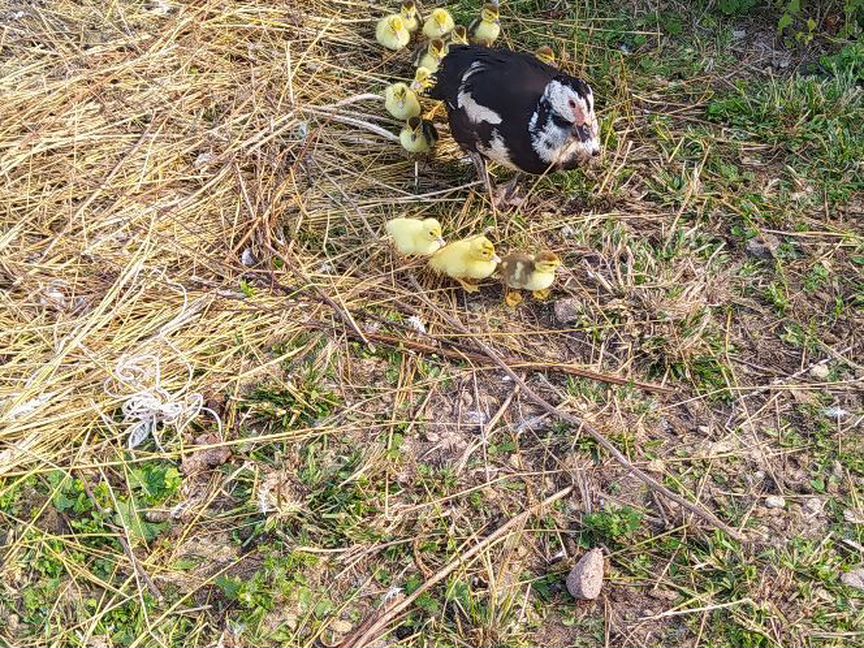 Утята индоутки