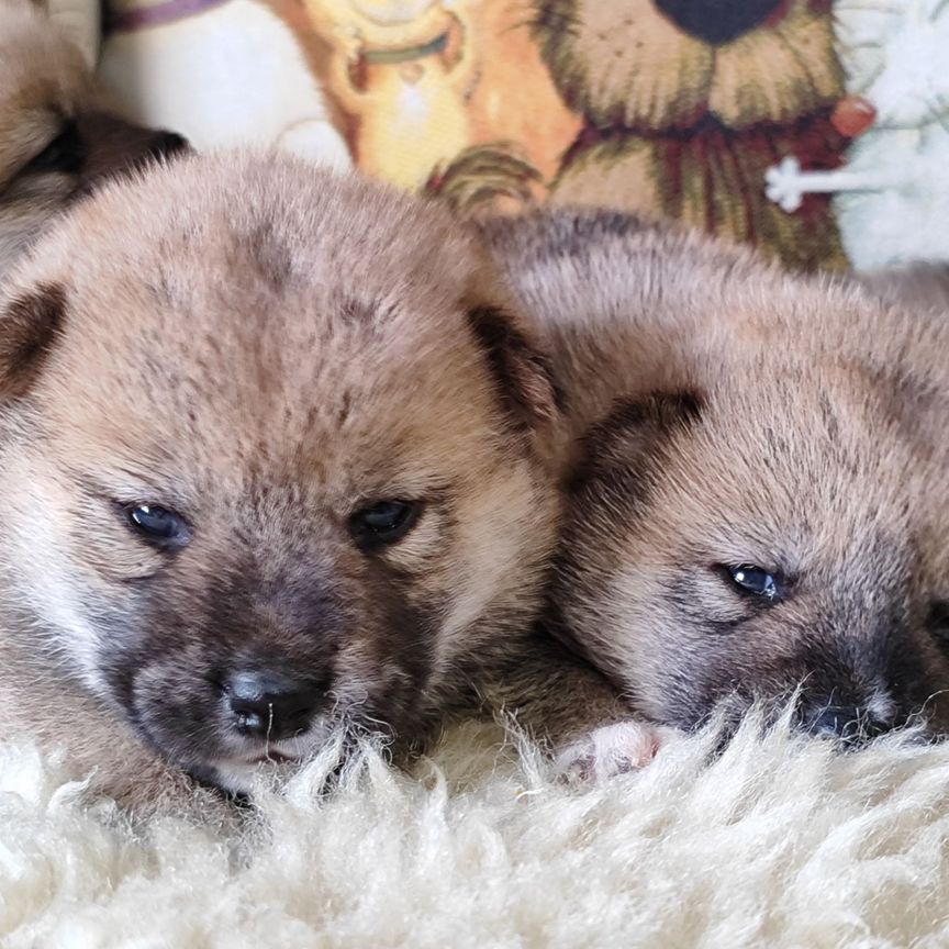 Сиба Милые медвежатки