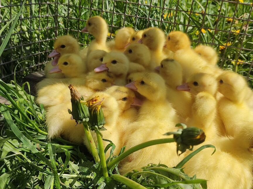 Мускусные утята (Гримо)