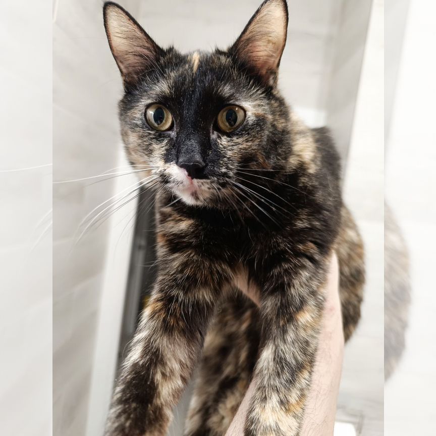 Взрослая, кошка в добрые руки