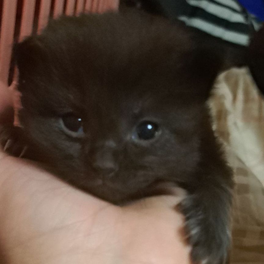 Котята в добрые и заботливые руки