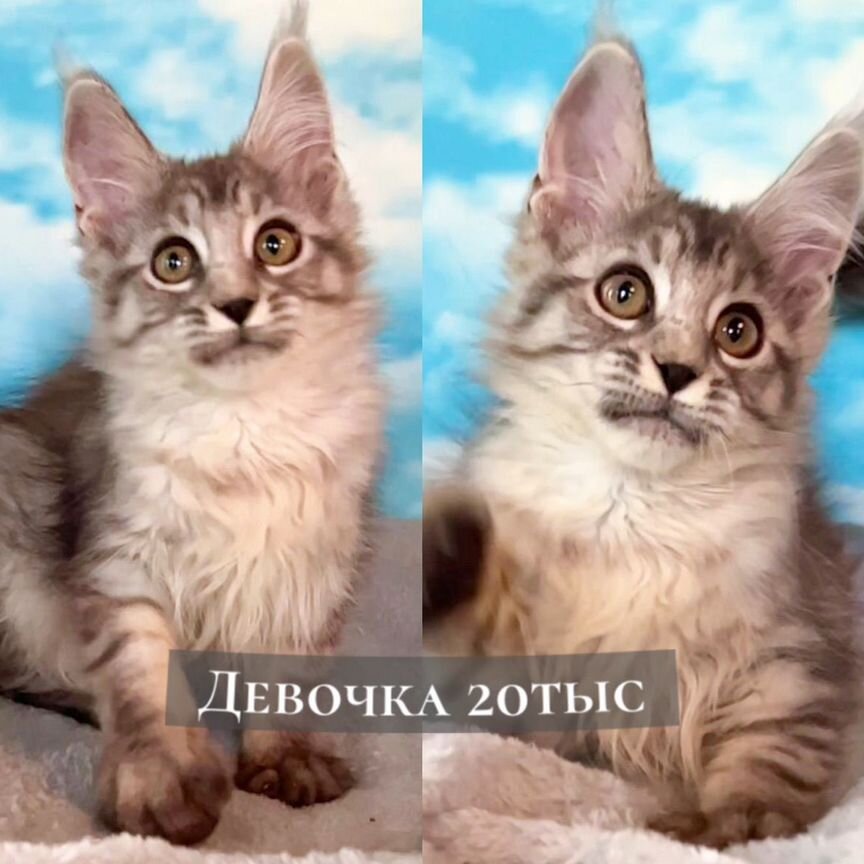 Котята мейн кун полидакты и голубоглазые