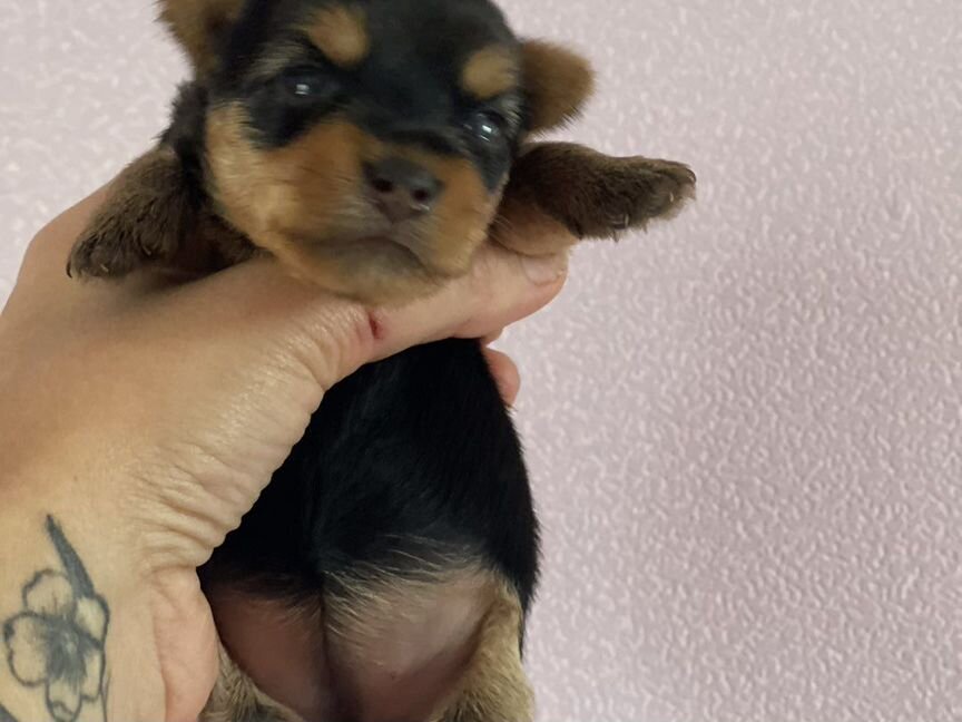 Йоркширский терьер щенки