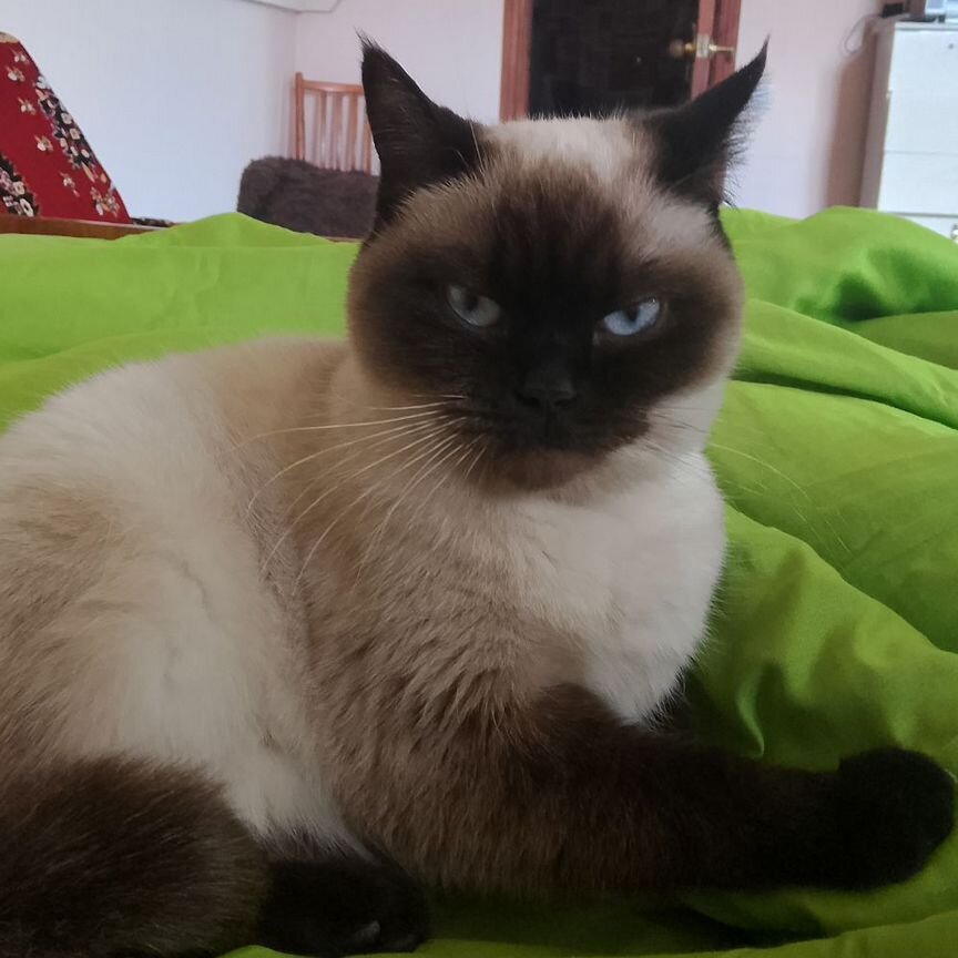 Тайская кошка